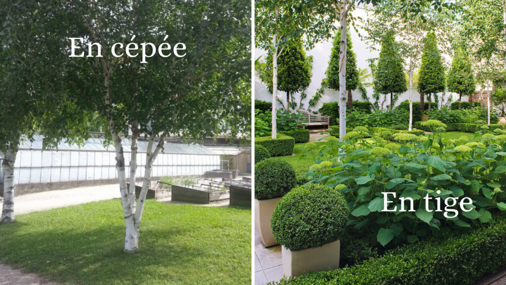 Le Bouleau et ses écorces décoratives - ATELIER MORLIERE